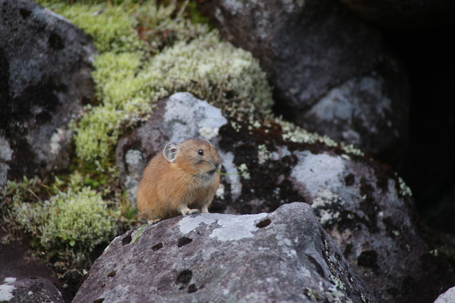 ナキウサギ: STADIO NAPPY
